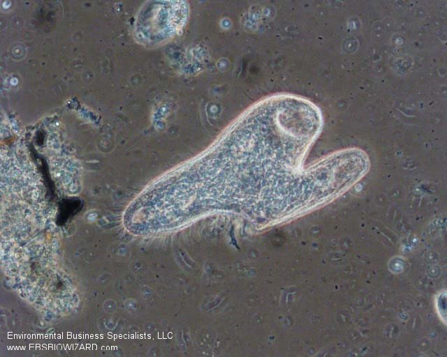 asb_free_swimmier_dividing | EBS